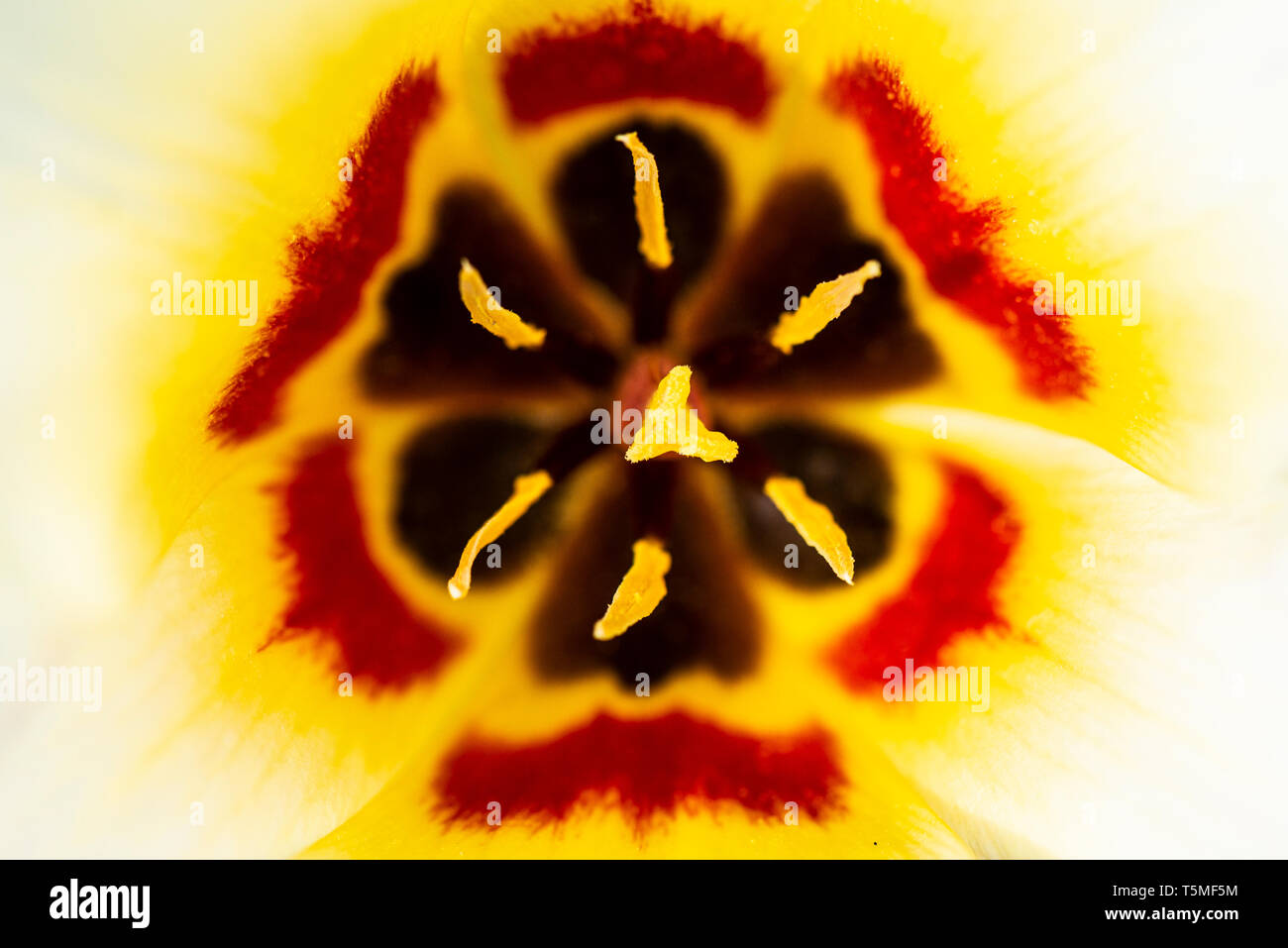 A close up of the inside of a tulip Stock Photo - Alamy
