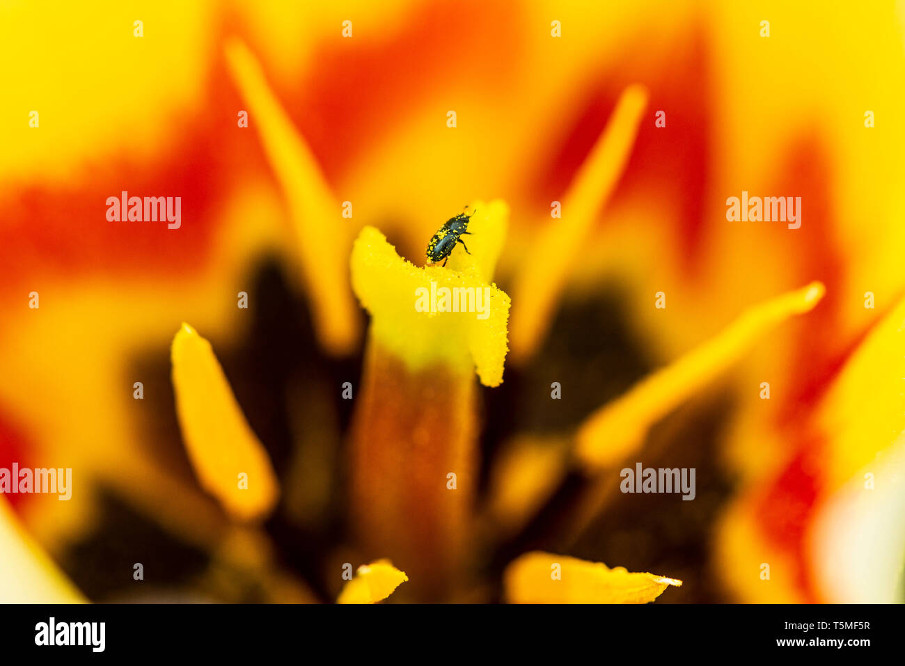 Reproductive parts of a tulip hi-res stock photography and images - Alamy