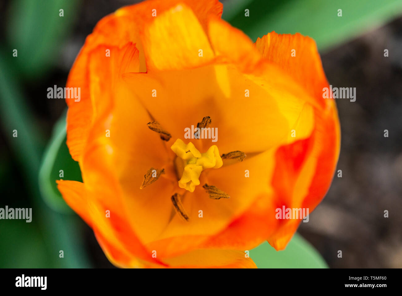 Reproductive parts of a tulip hi-res stock photography and images - Alamy
