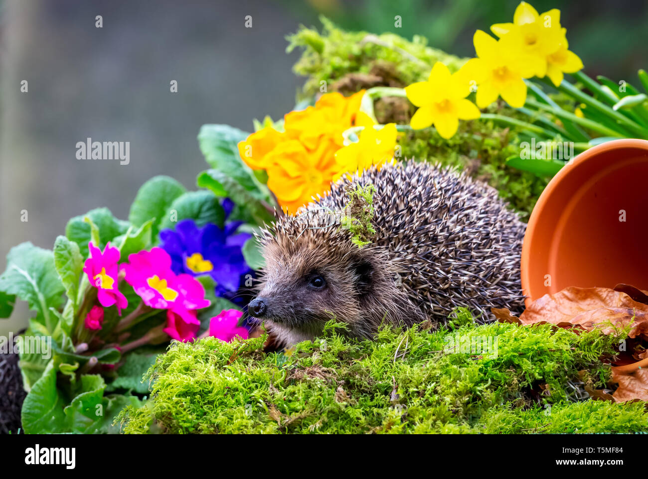 Wild, native hedgehog foraging in hedgehog friendly garden. Taken ...