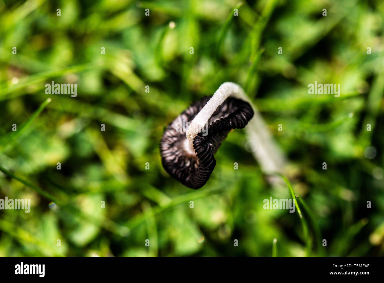 The black gills and white stem of a fallen over fungi Stock Photo - Alamy