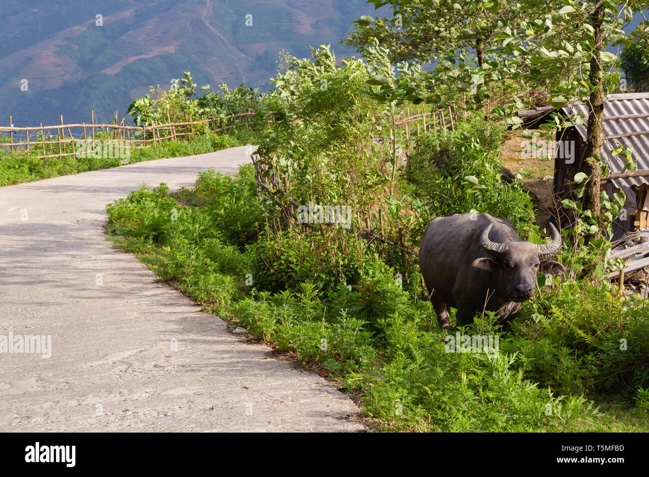 Water buffalo on side road hi-res stock photography and images - Alamy