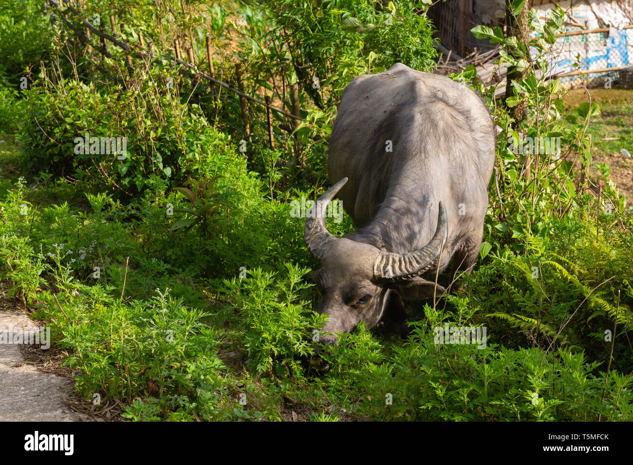 Water buffalo on side road hi-res stock photography and images - Alamy