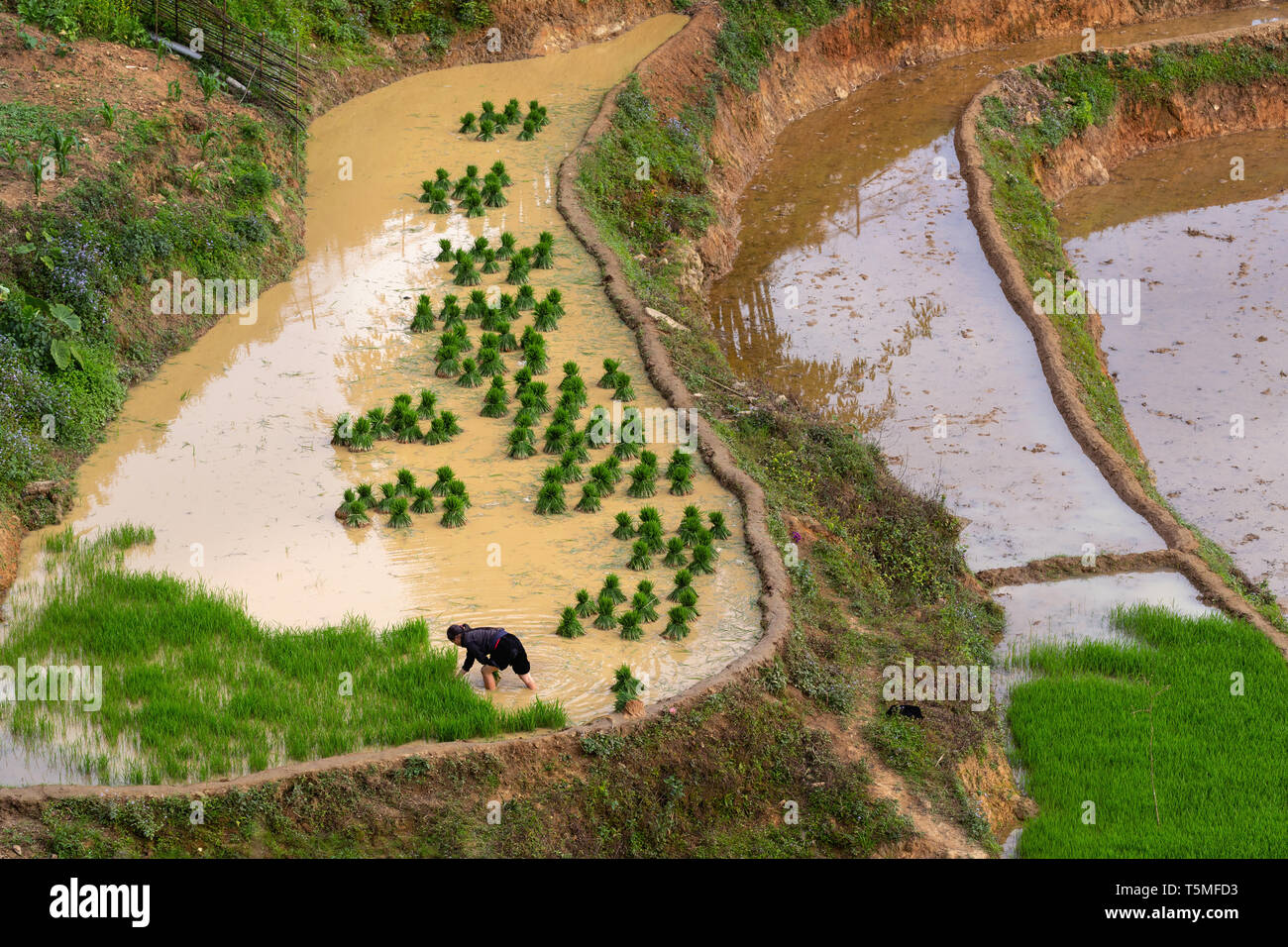Single Vietnamese woman planting rice in a flooded rice paddy in SaPa ...