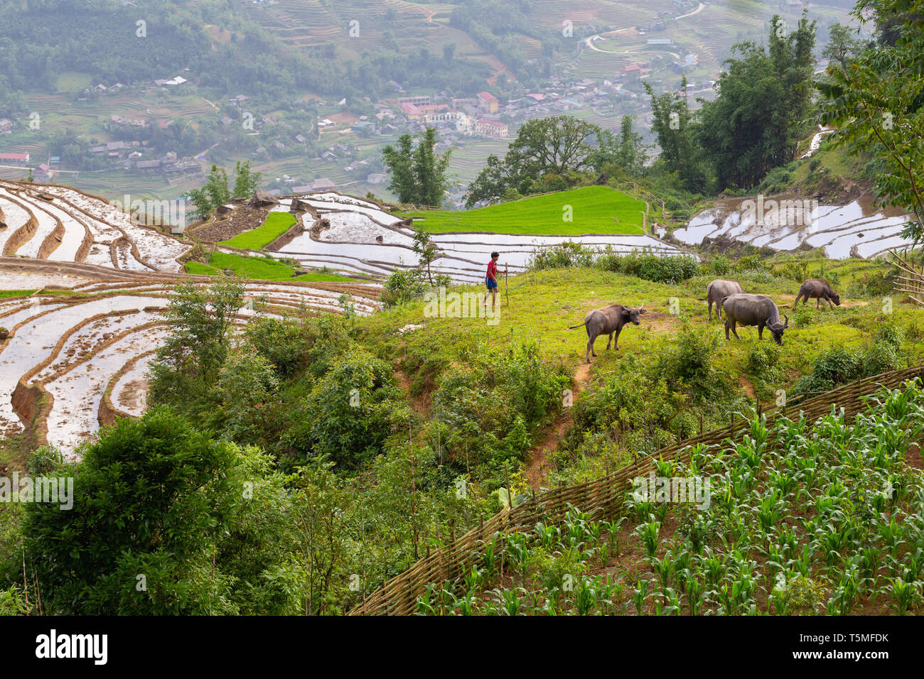 Vietnamese livestock rice farming hi-res stock photography and images ...