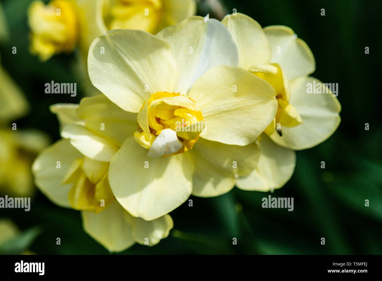 A close up of the flowers of a multi headed daffodil Stock Photo - Alamy