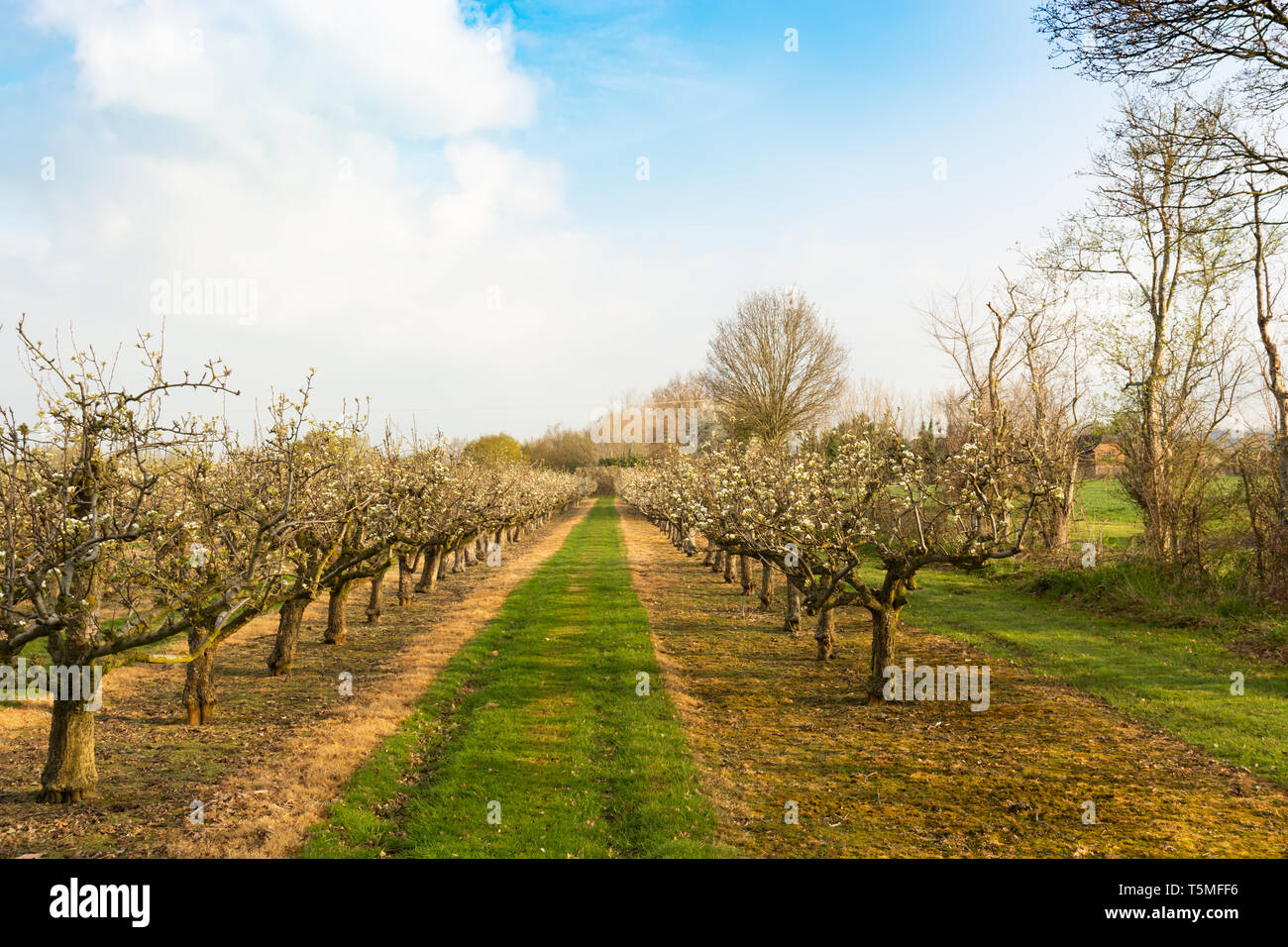 Kentish orchard hi-res stock photography and images - Alamy
