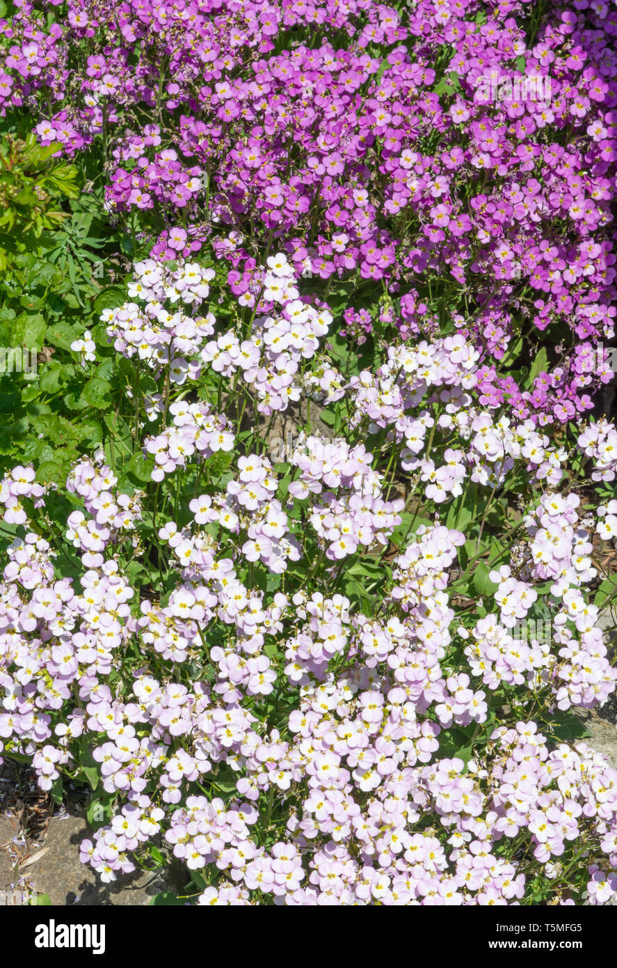 Pink Arabis in flower Stock Photo - Alamy