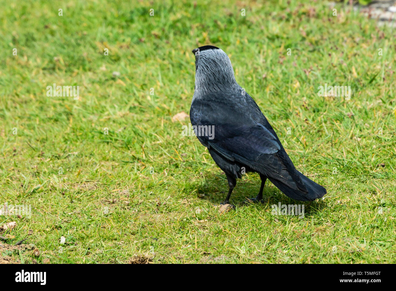 A jackdaw (Coloeus monedula Stock Photo - Alamy