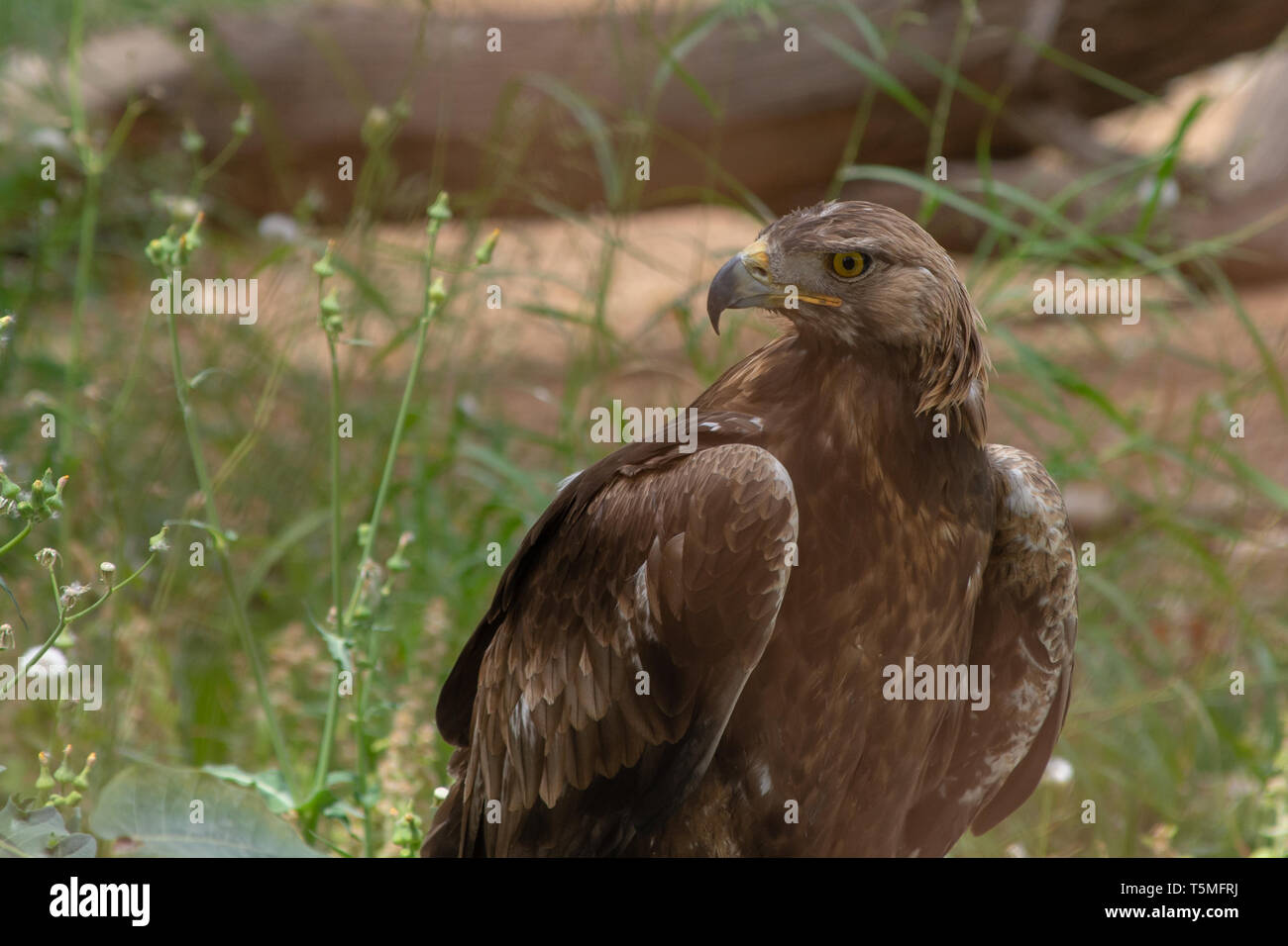 Steppe Eagle (Aquila nipalensis) standing on the ground showing off its ...