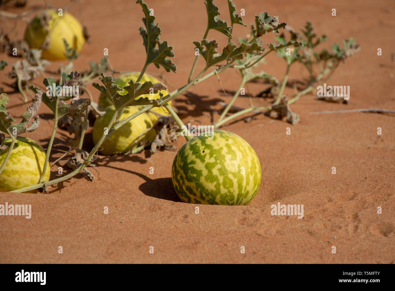 Desert Squash (Citrullus colocynthis) (Handhal) in the sand in the ...