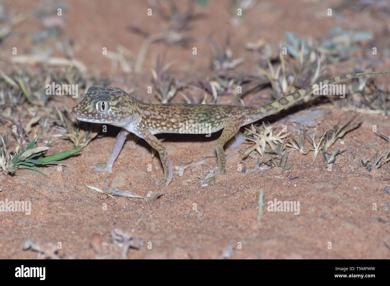 Middle Eastern Short-Fingered Gecko (Stenodactylus doriae) standing in ...
