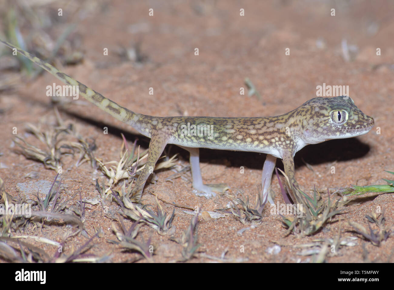 Middle Eastern Short-Fingered Gecko (Stenodactylus doriae) standing in ...