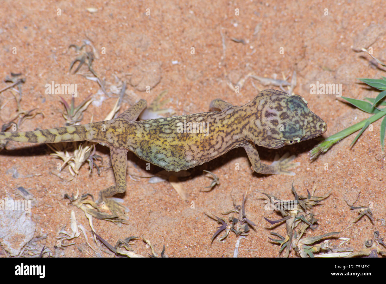 Top view of a Middle Eastern Short-Fingered Gecko (Stenodactylus doriae ...
