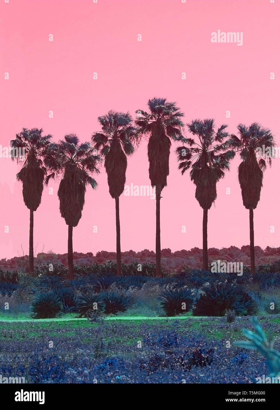 Palm trees in a row with high trunks abstract surrealistic pink and ...