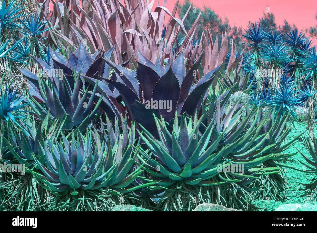Succulent agave and aloe vera plants closeup macro in surrealistic ...