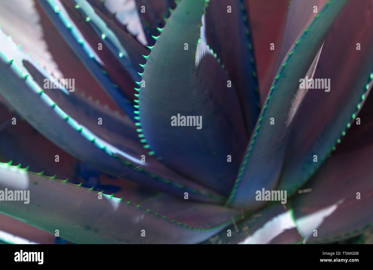 Abstract succulent agave and aloe vera plants closeup macro in ...