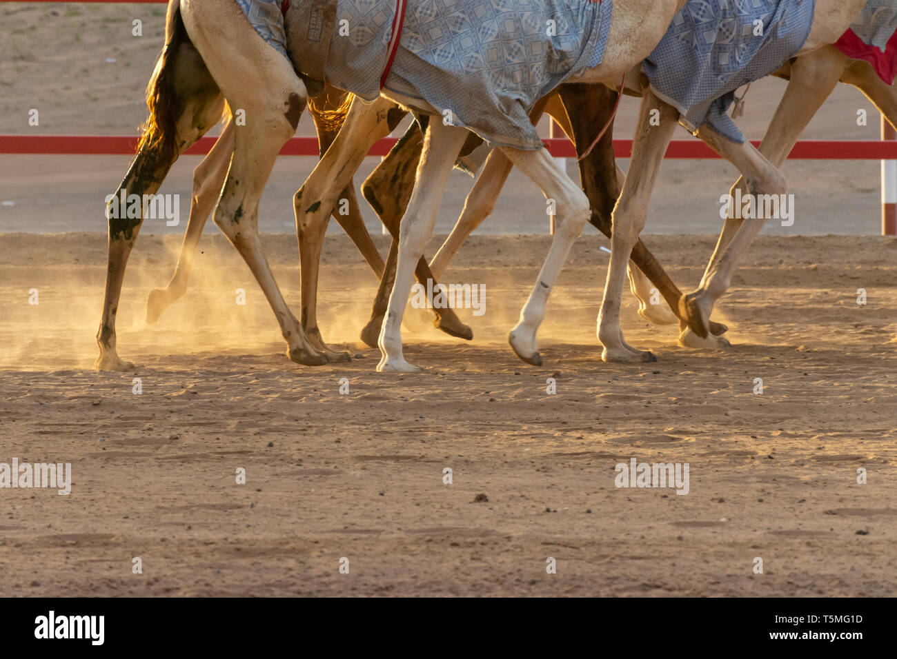 Camel legs running in the sand at the race track in the United Arab ...