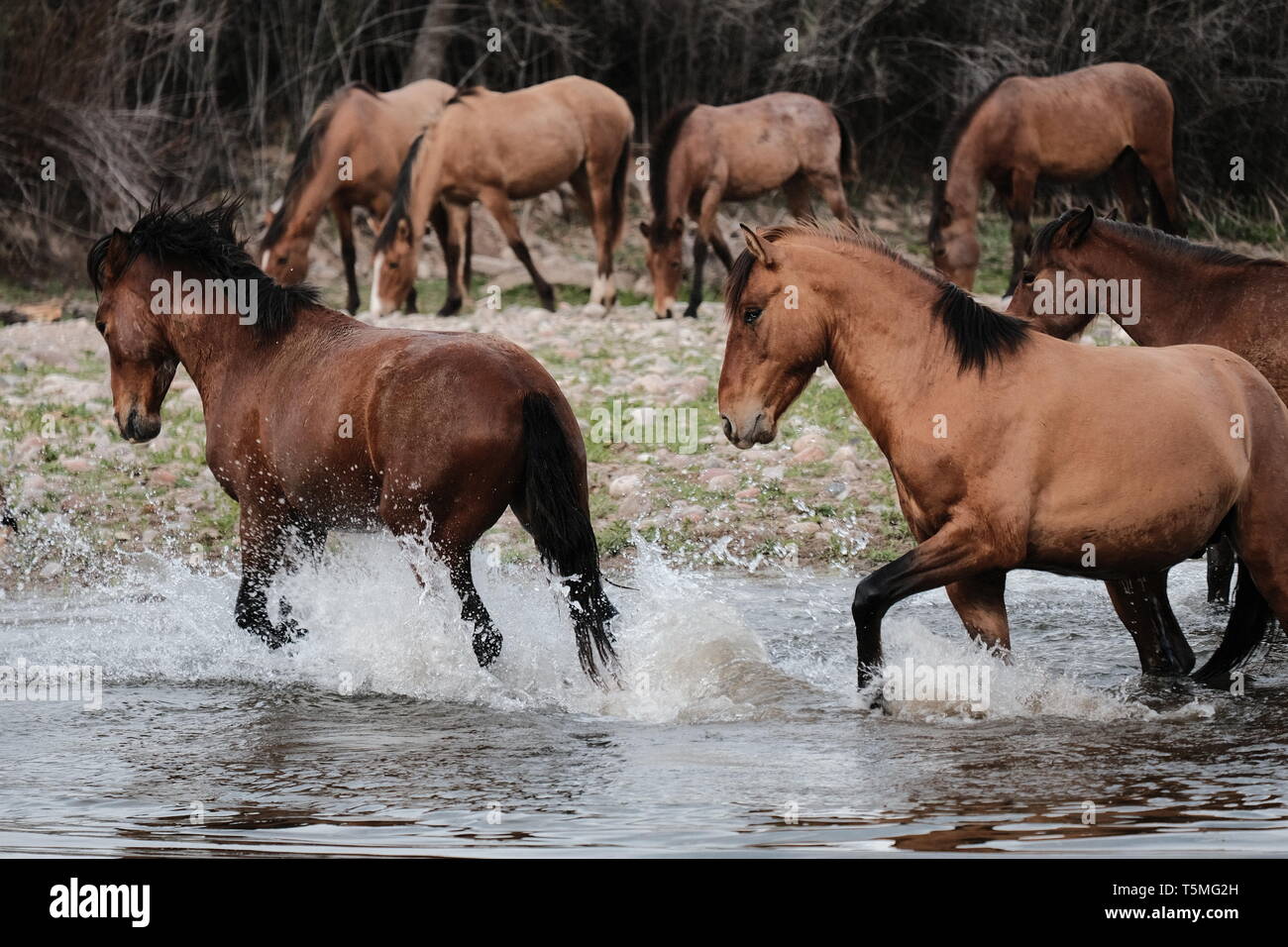 Wild horses at the salt river in Arizona Stock Photo - Alamy