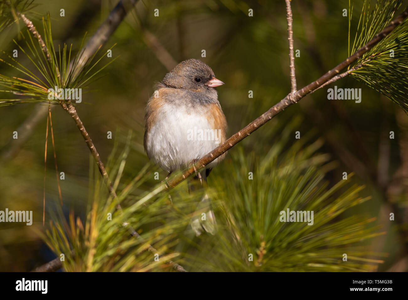 Dark-eyed junco in northern Wisconsin Stock Photo - Alamy