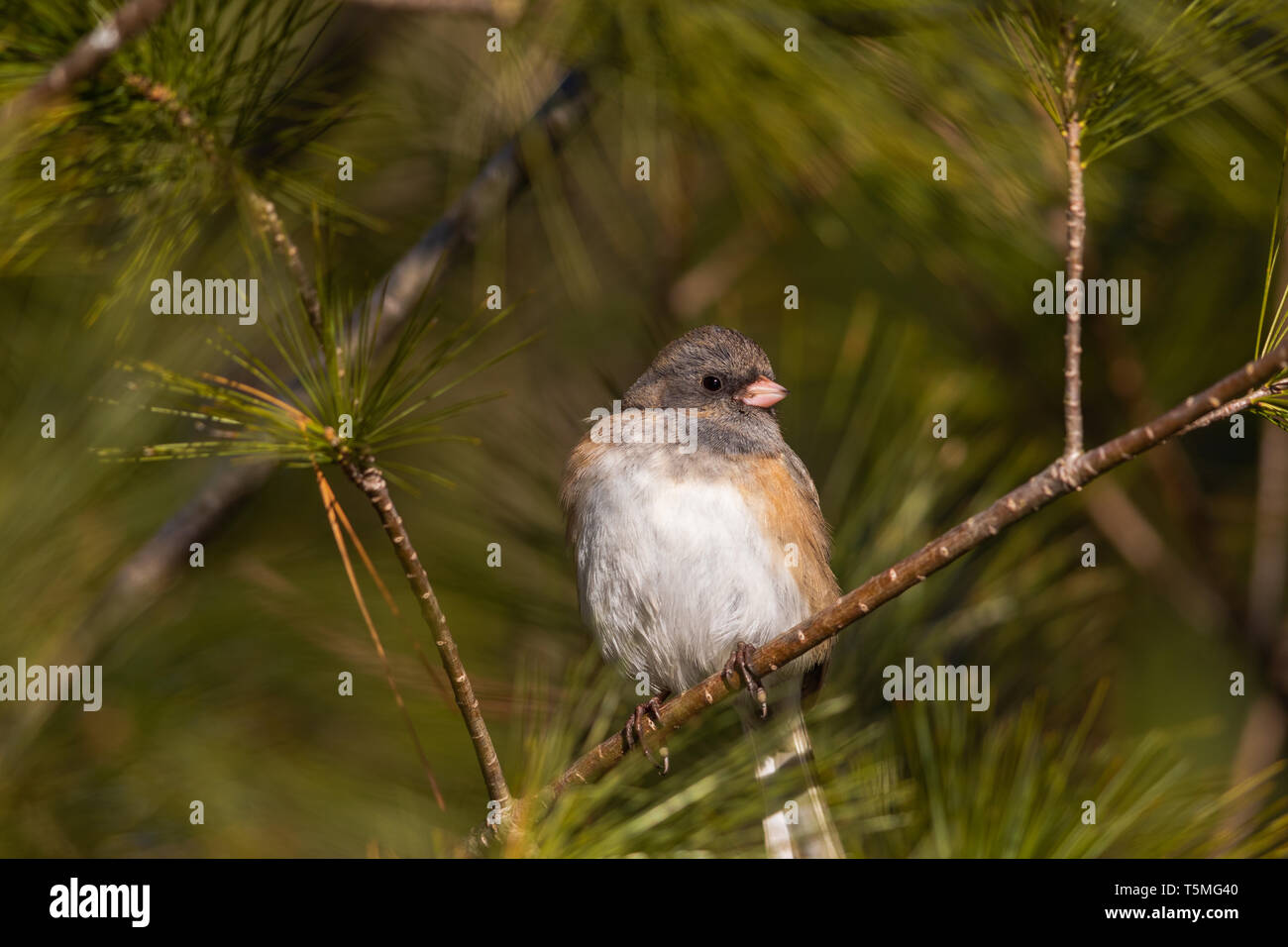 Female junco hi-res stock photography and images - Alamy