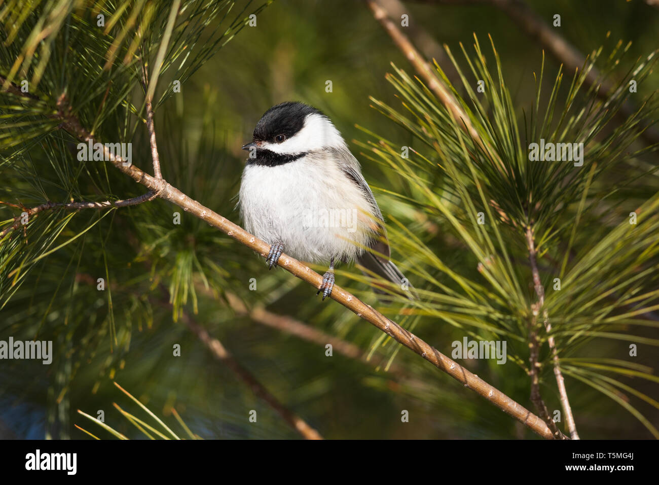Black-capped chickadee perched in a pine tree in northern Wisconsin ...
