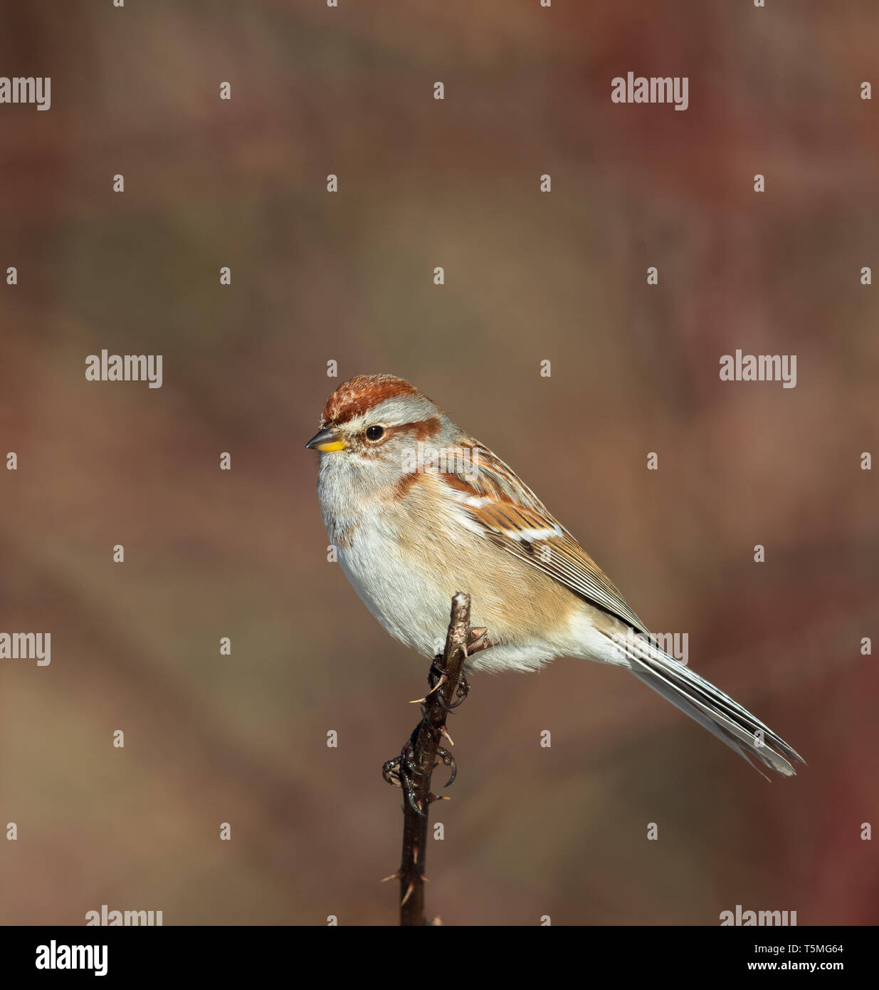 Tree sparrow in spring hi-res stock photography and images - Alamy