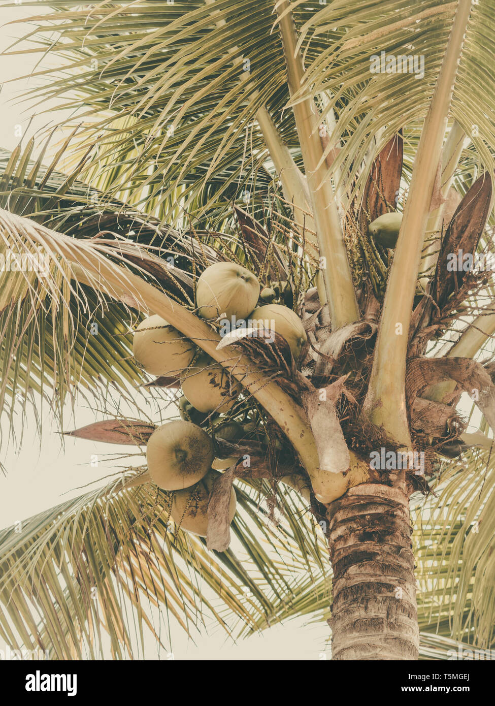 Green coconut on the tree. Fresh raw coconut fruits on the top of palm ...