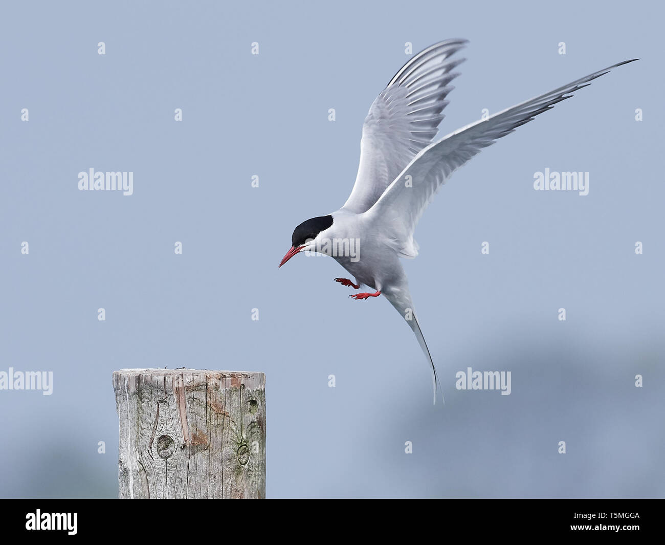 Arctic tern in its natural habitat in Denmark Stock Photo - Alamy