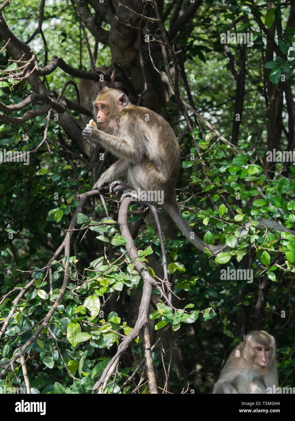 Monkey face plant hi-res stock photography and images - Alamy