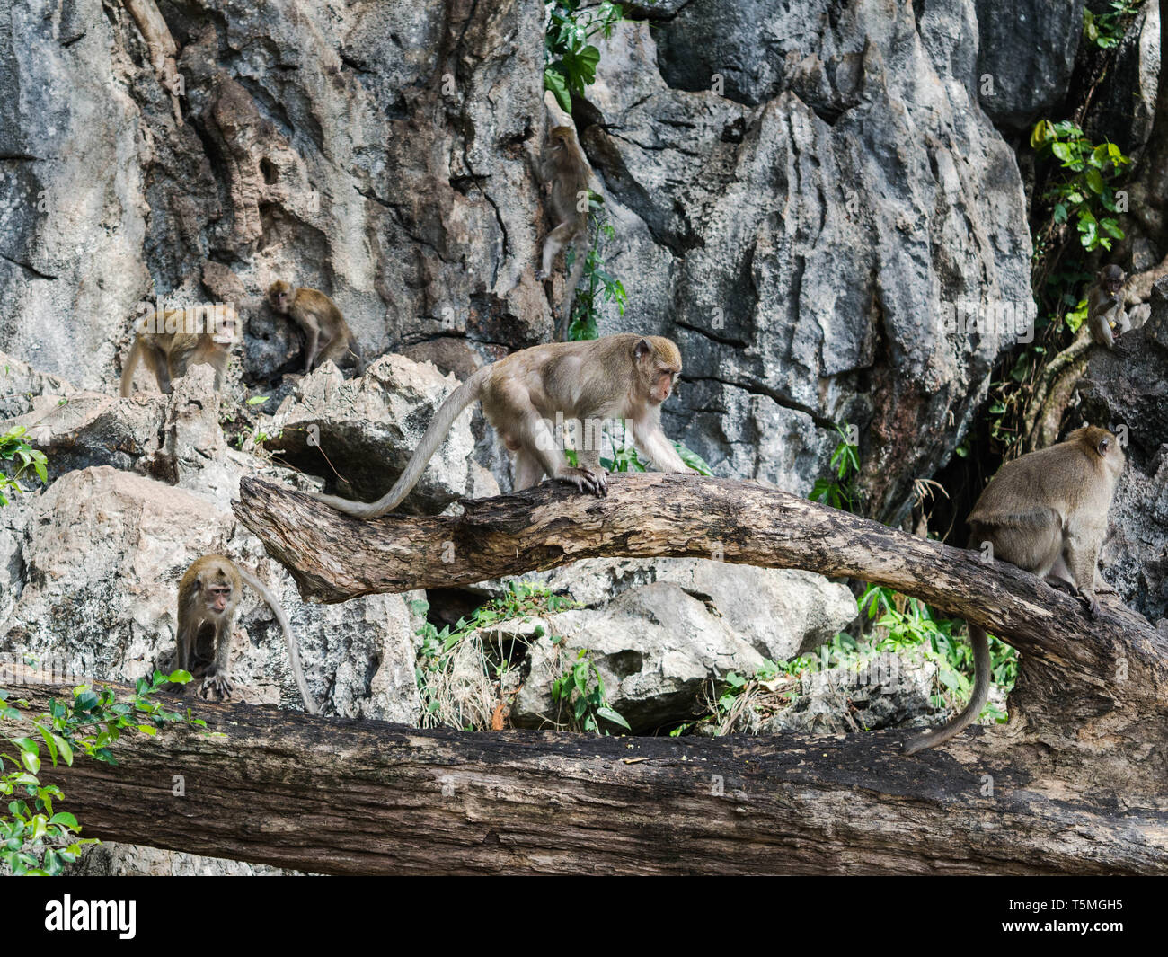 Wild monkeys on a tree branch Stock Photo - Alamy