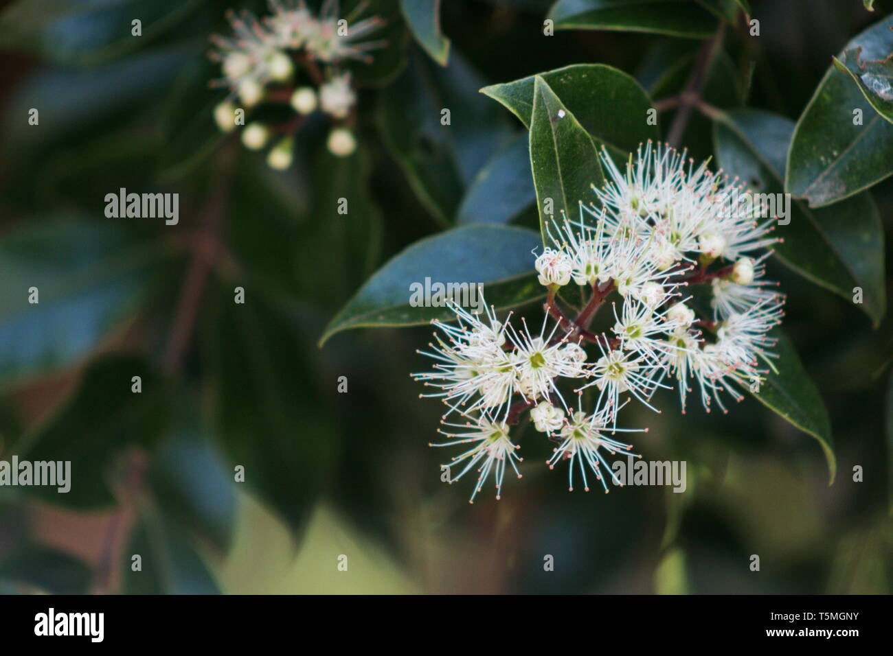 Notable endemic tree species hi-res stock photography and images - Alamy