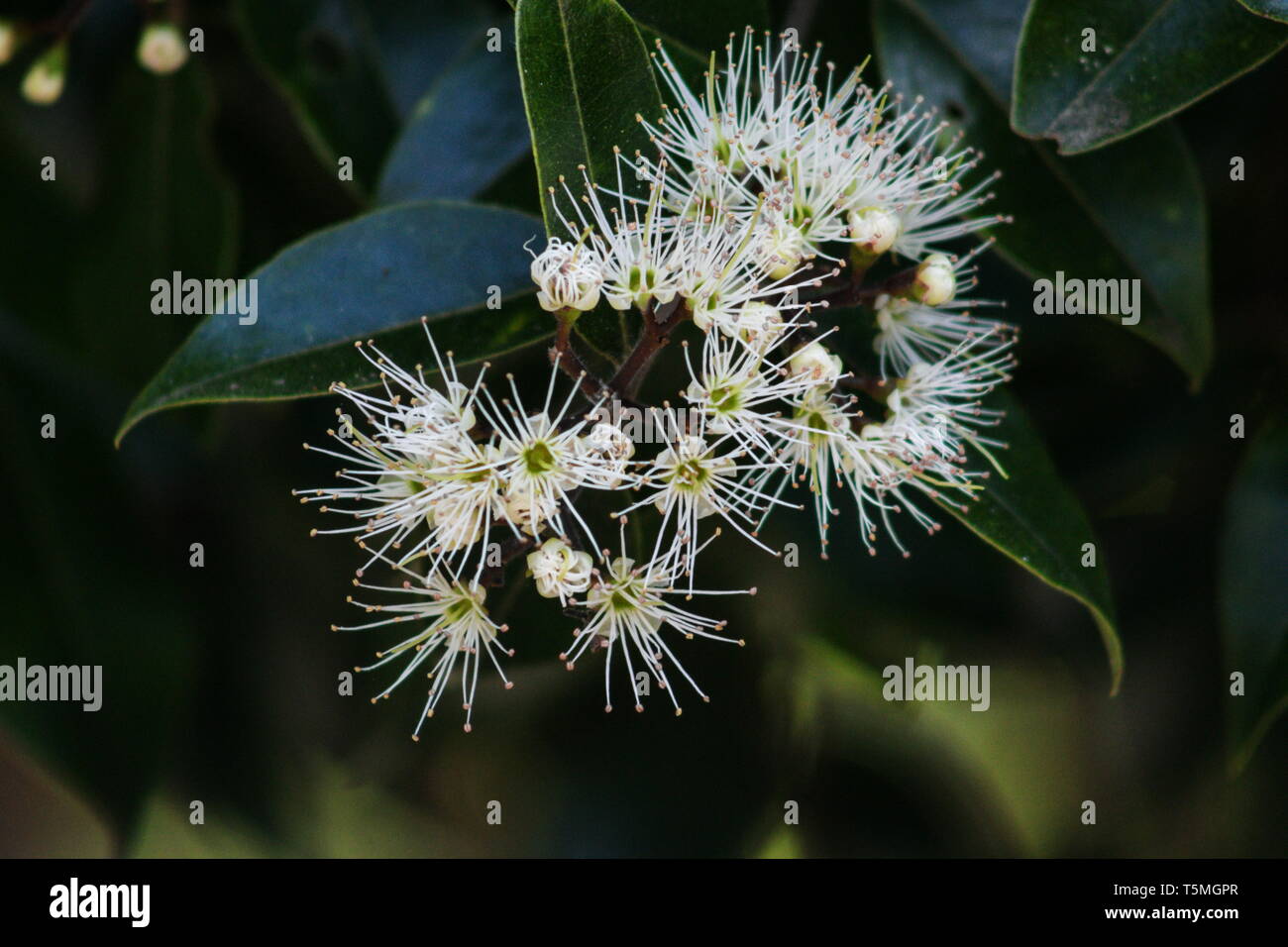 Rata tree hi-res stock photography and images - Alamy