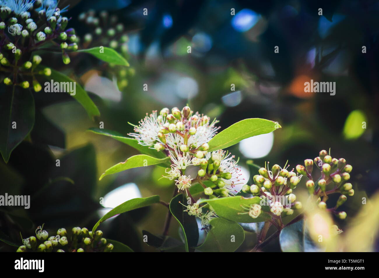 Rata tree hi-res stock photography and images - Alamy