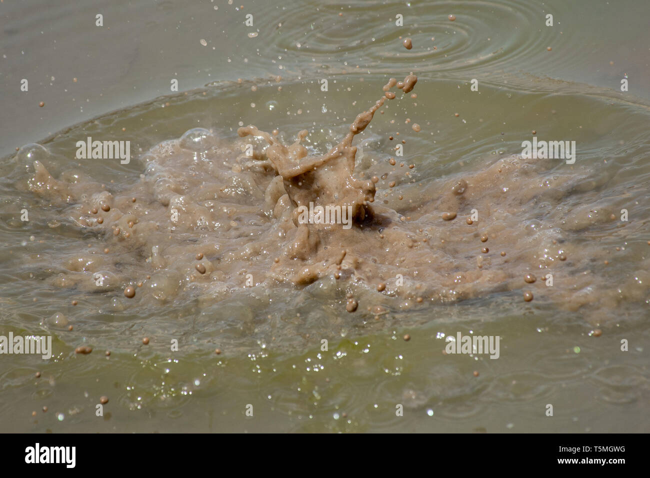 Dirty water splash in a muddy pool of water on the street. Design ...