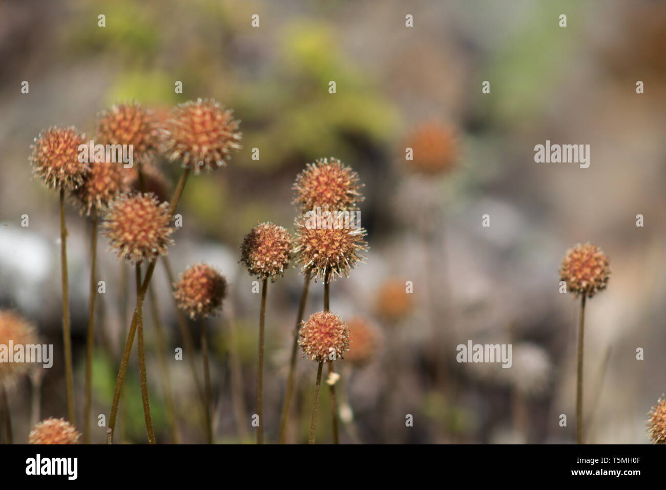 Seed head of bur plant hi-res stock photography and images - Alamy