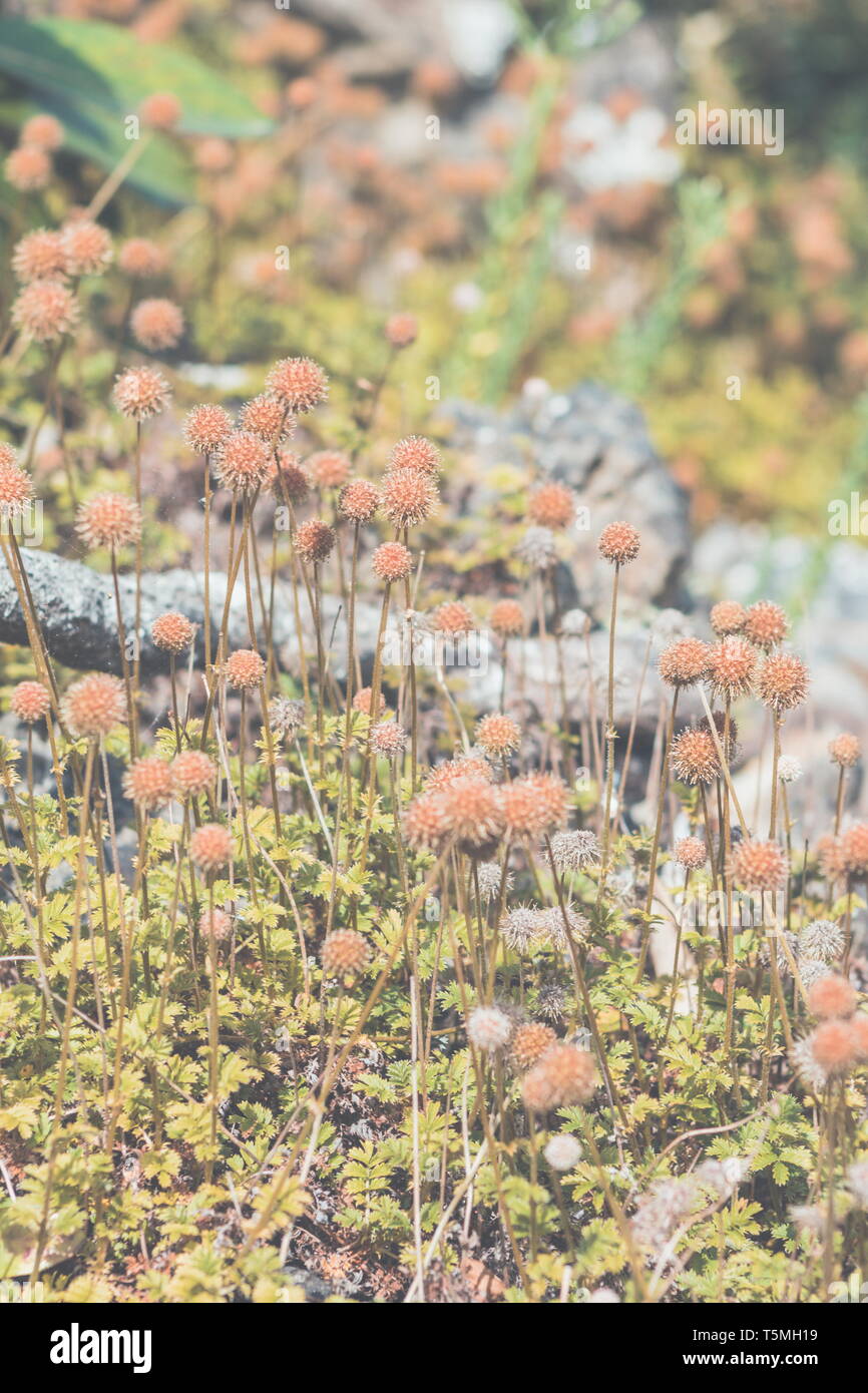 Acaena High Resolution Stock Photography and Images - Alamy