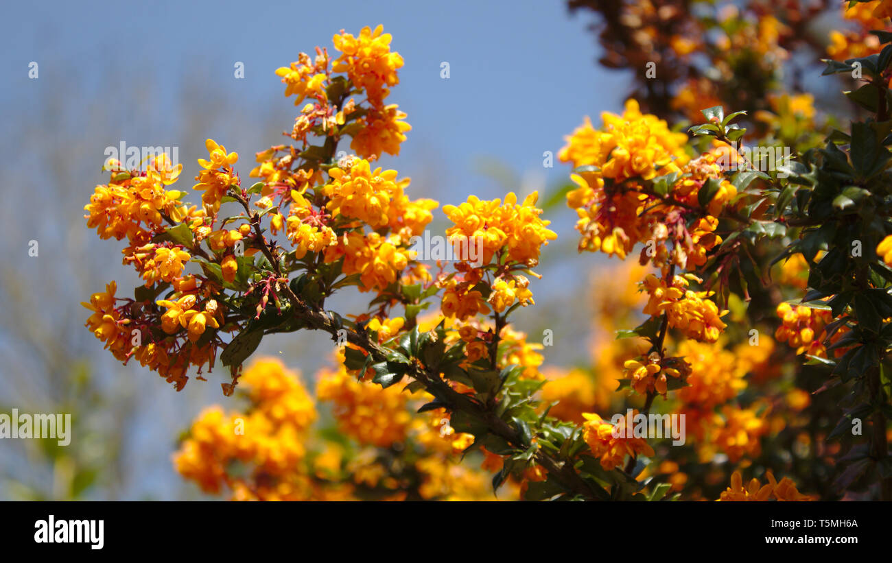 Yellow flowers on tree branch Stock Photo - Alamy
