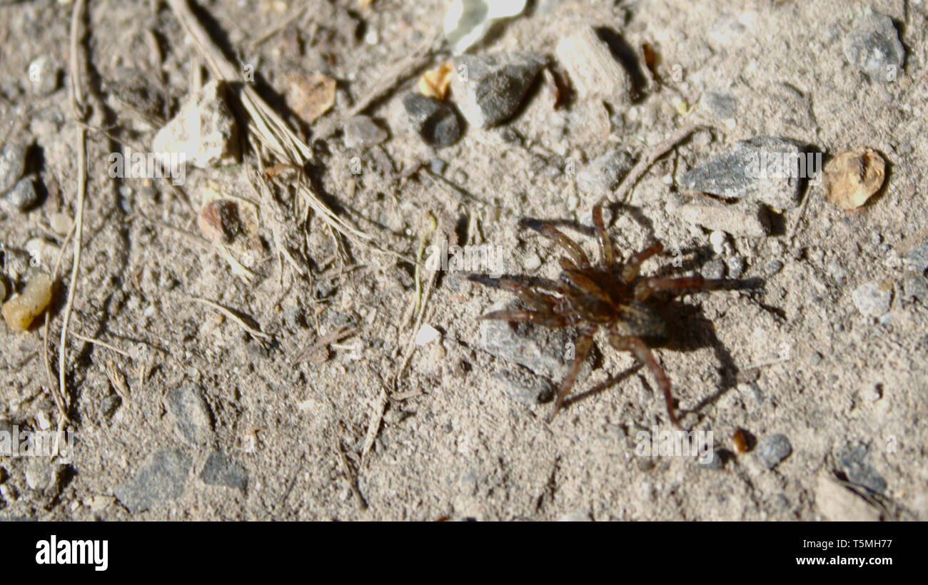 Spider on the ground Stock Photo - Alamy