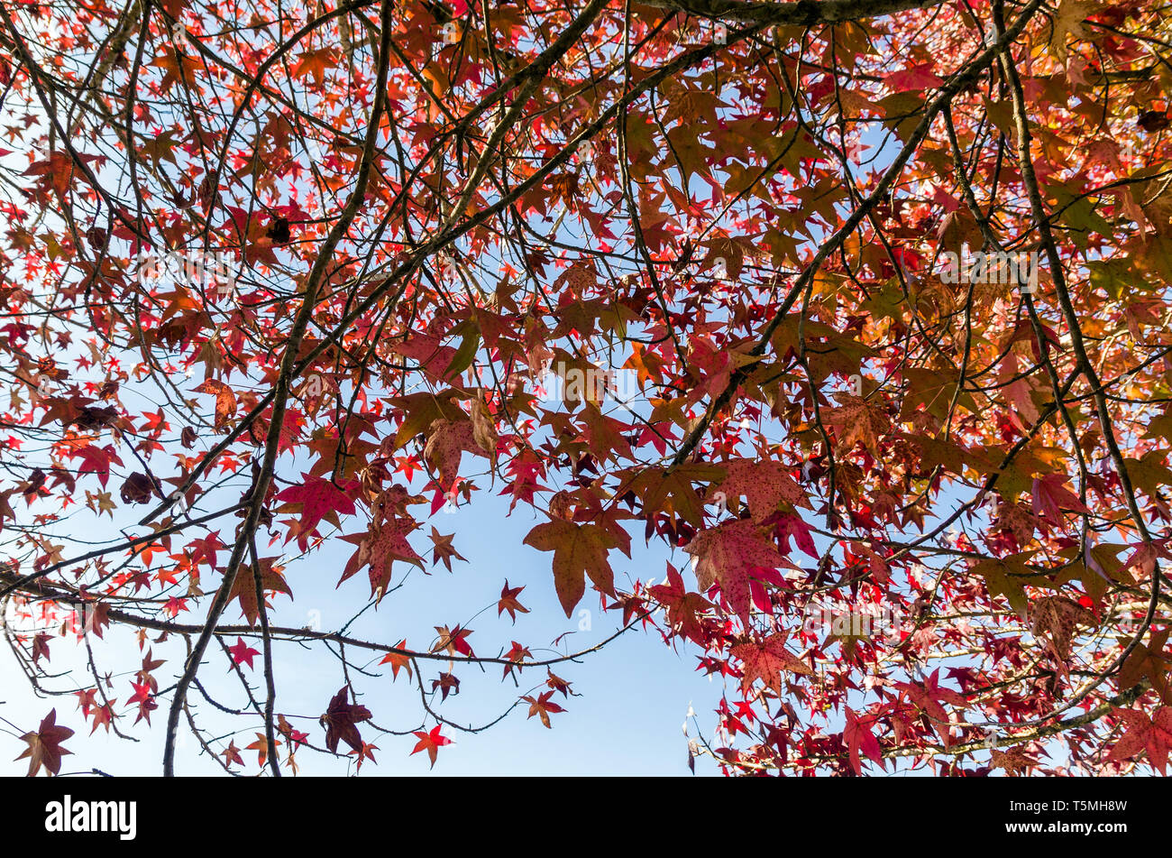 Great concept of autumn, beautiful trees of the genus Platanus with ...