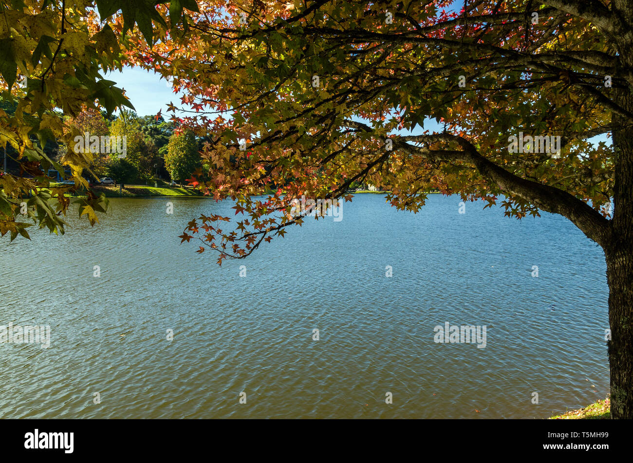 Great concept of autumn, beautiful trees of the genus Platanus with ...