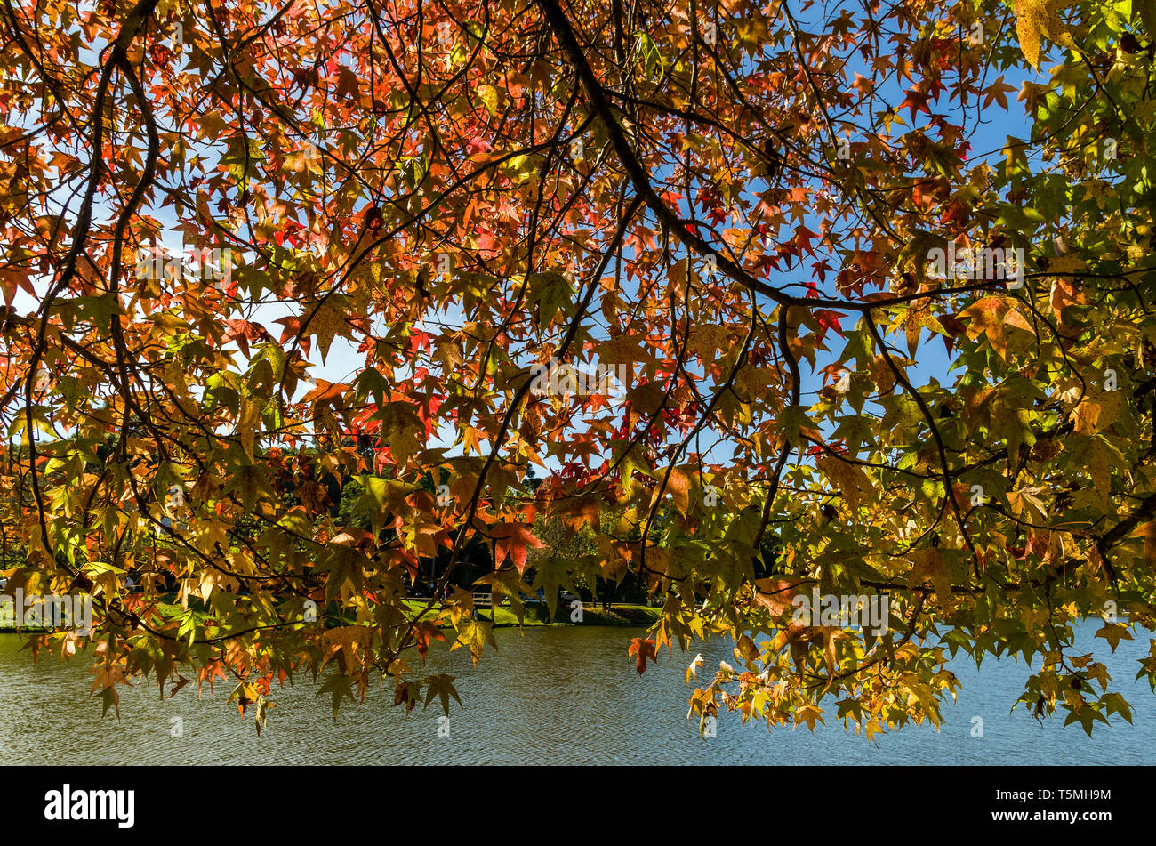 Great concept of autumn, beautiful trees of the genus Platanus with ...