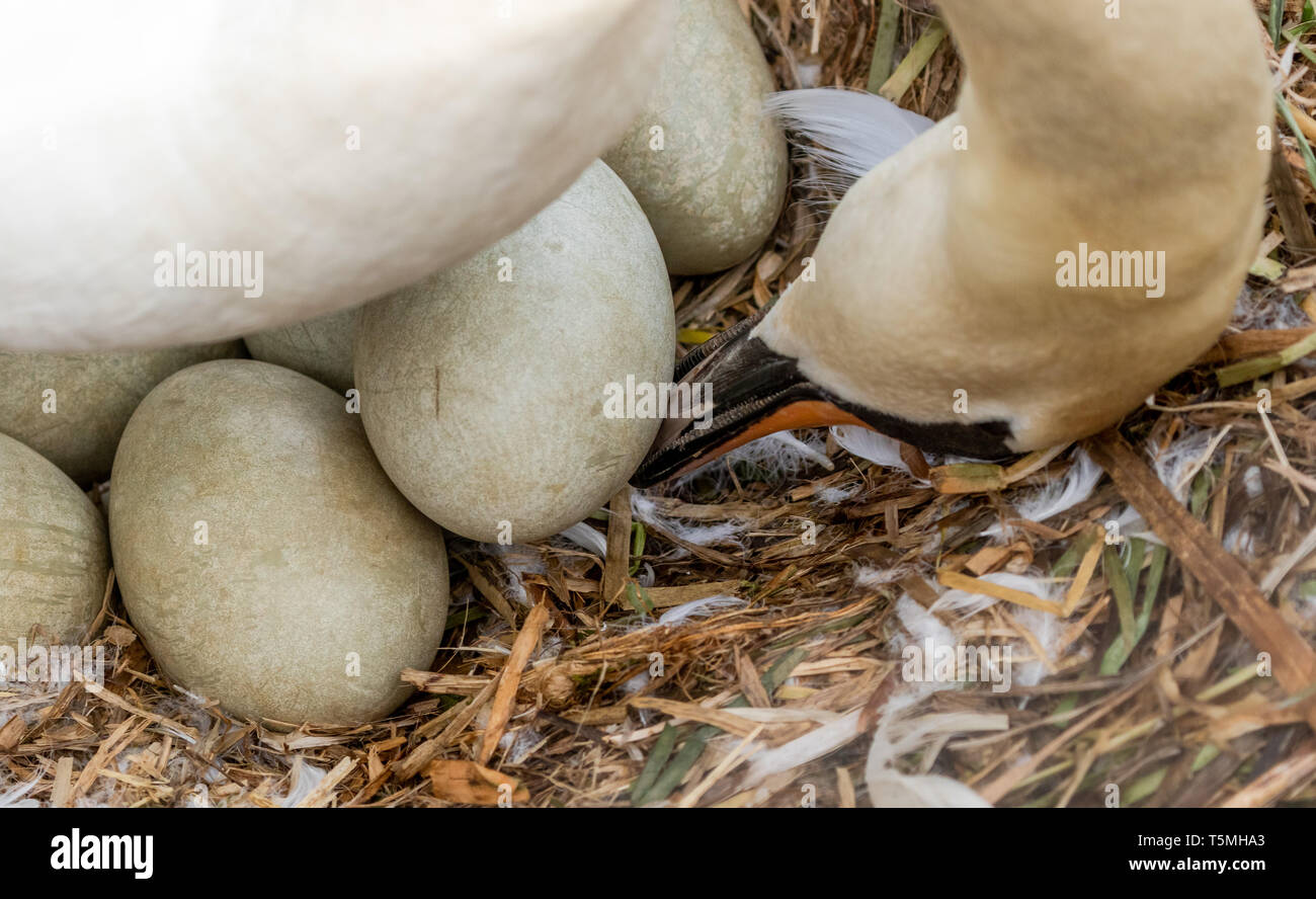 Mute Swan Nest Eggs Stock Photos & Mute Swan Nest Eggs Stock Images - Alamy Mute Swan Nest Eggs Stock Photos & Mute Swan Nest Eggs Stock Images - Alamy