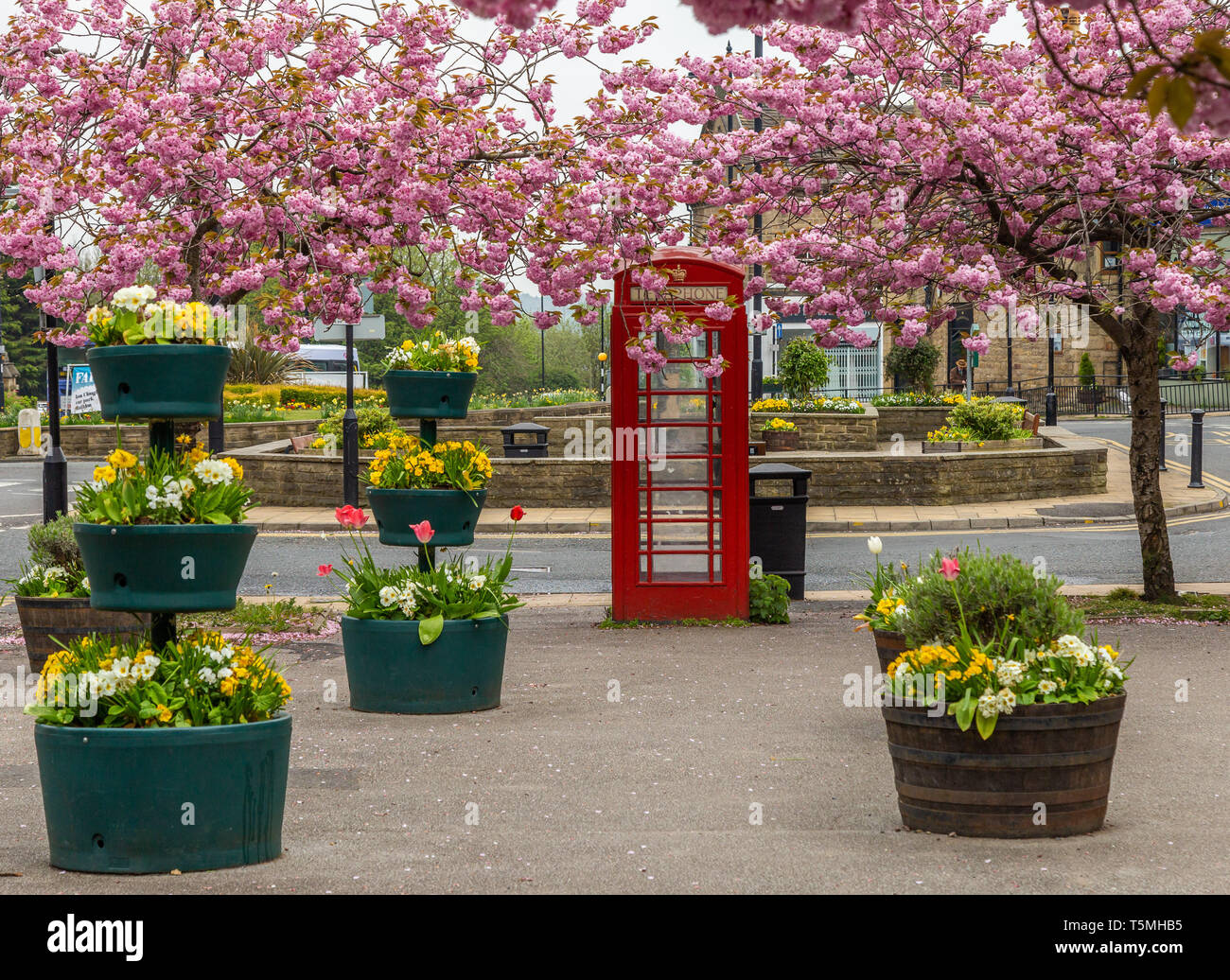 Spring blossom in Baildon, Yorkshire, Engalnd Stock Photo - Alamy