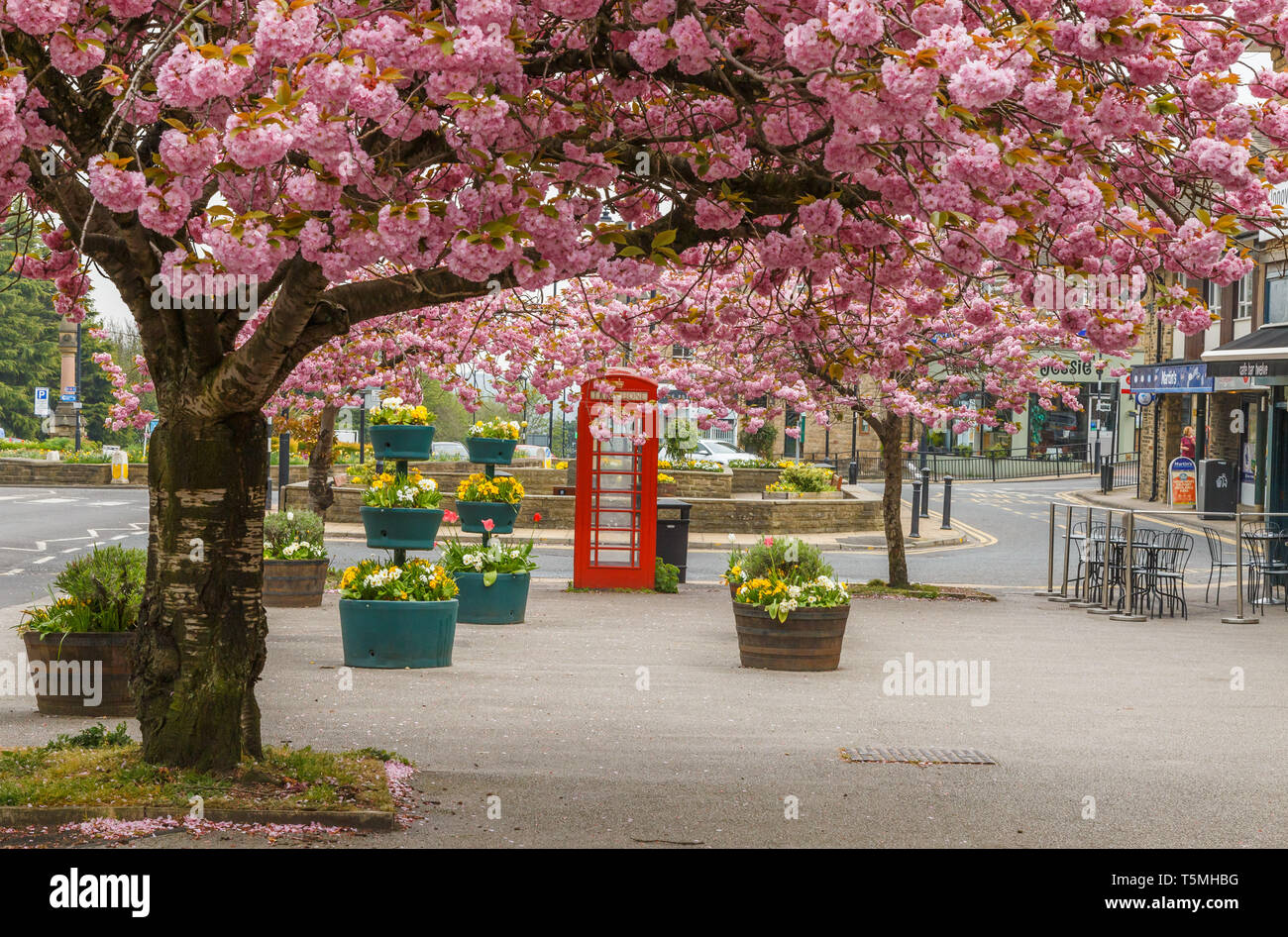Spring blossom in Baildon, Yorkshire, Engalnd Stock Photo - Alamy