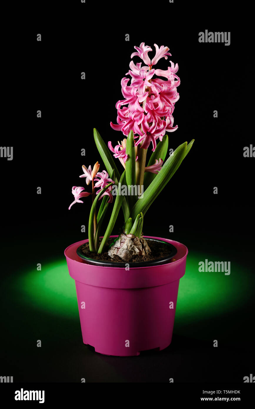 Common garden hyacinth hyacinthus orientalis with pink rose flowering ...