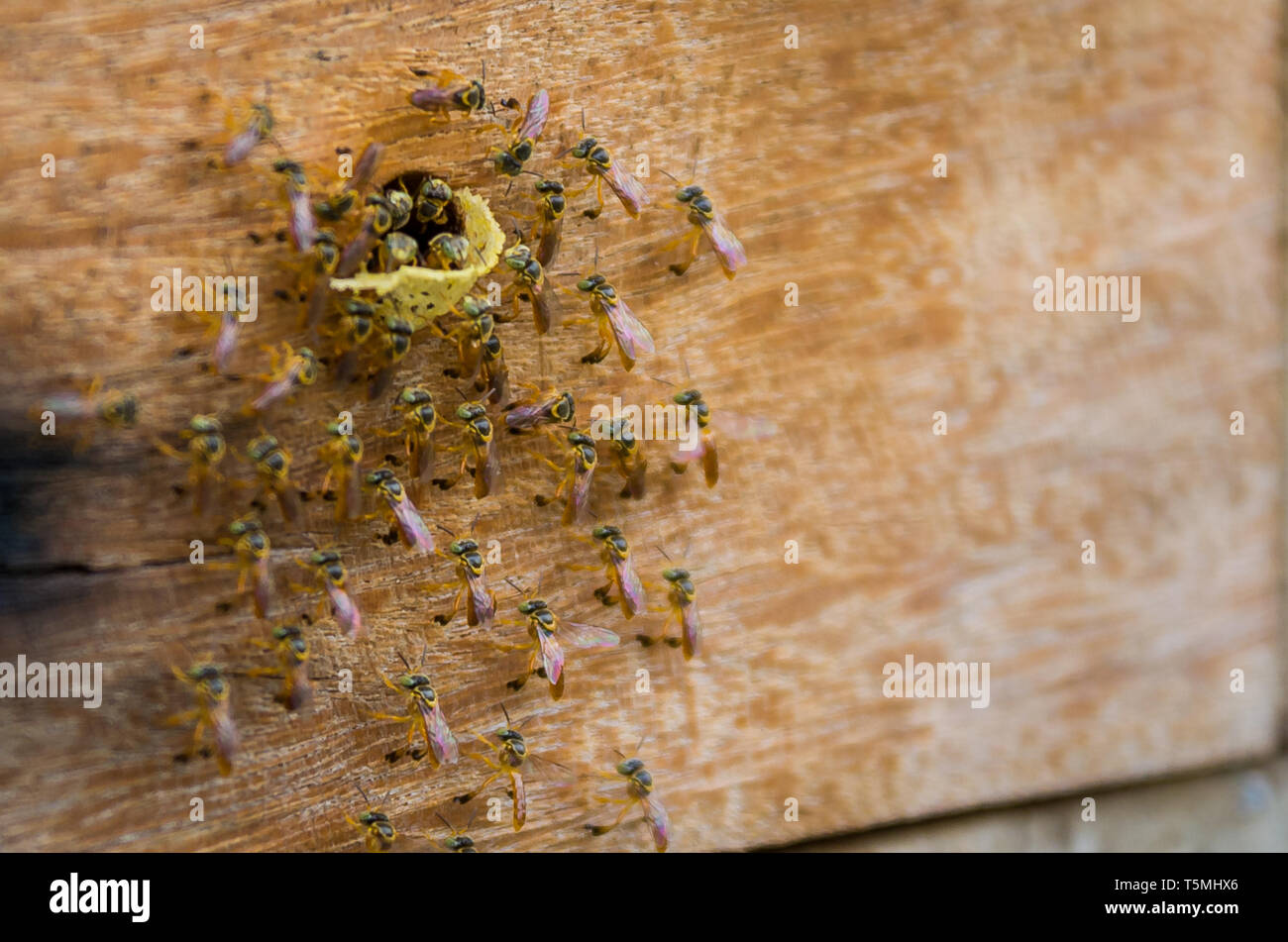 Bee hive without sting, Jataí bee (Tetragonisca angustula Stock Photo ...