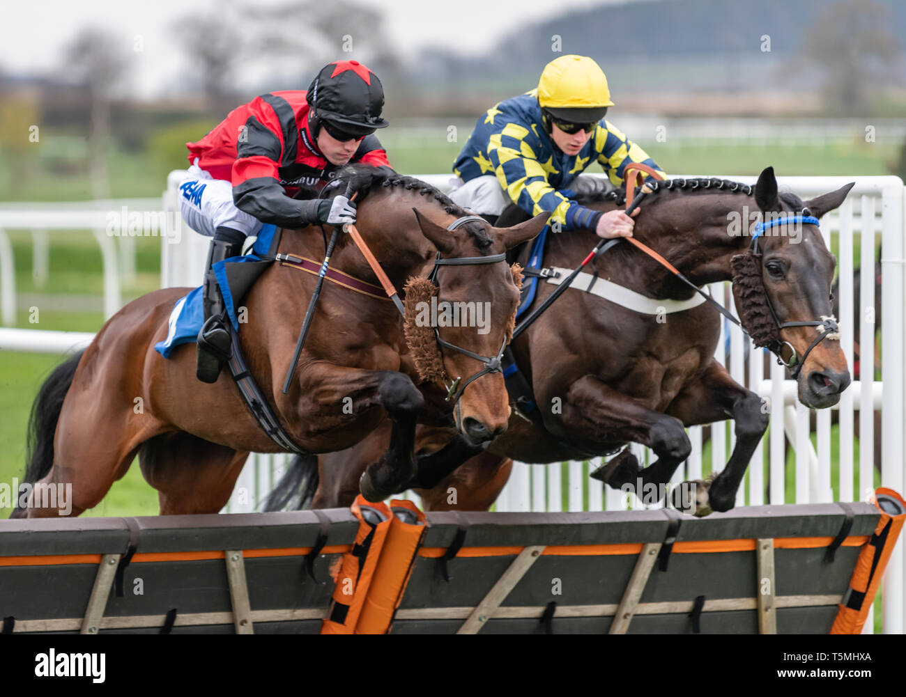 Racing at Kelso, Scotland Stock Photo - Alamy