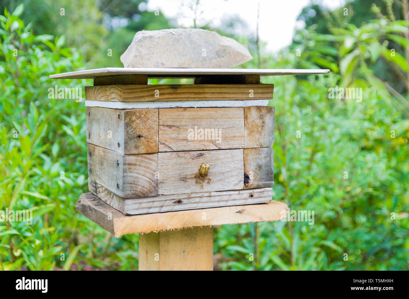 Bee hive without sting, Jataí bee (Tetragonisca angustula Stock Photo ...