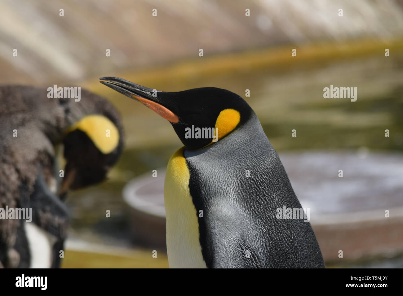 Penguin photos hi-res stock photography and images - Alamy